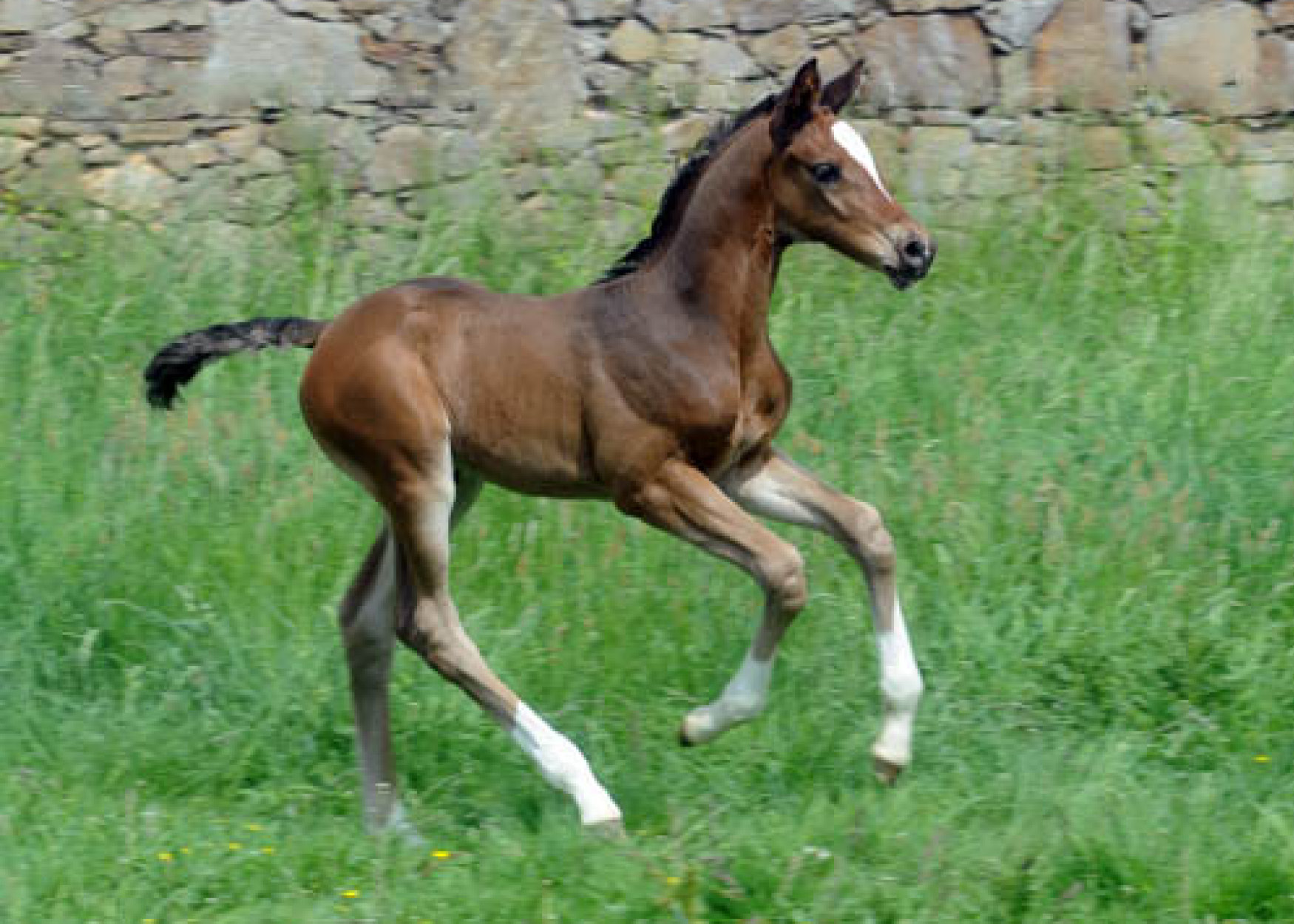 Trakehner