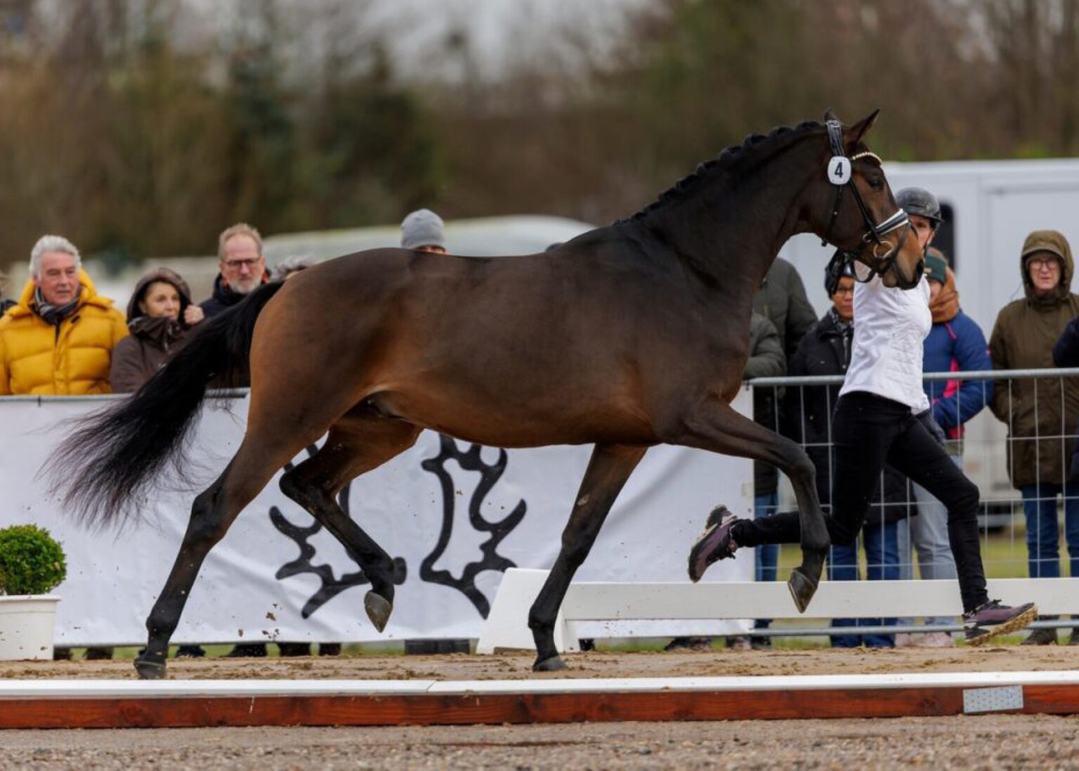 Trakehner