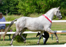 Trakehner